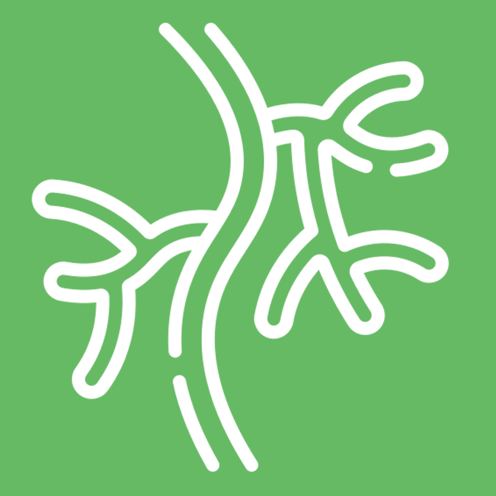 Cirugía Vascular – HSFA